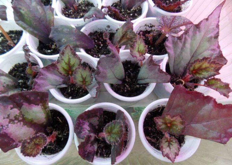 Begonia - Indoor plants: cultivation and maintenance. Watering. Types ...